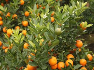 Mơ thấy quả quất mang ý nghĩa gì, đánh chơi xổ số con gì?